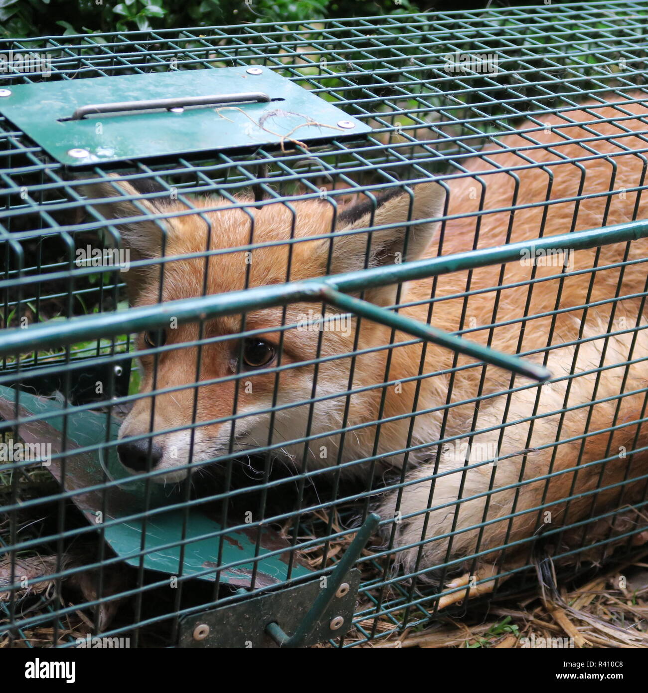 Fox trap hi-res stock photography and images - Alamy