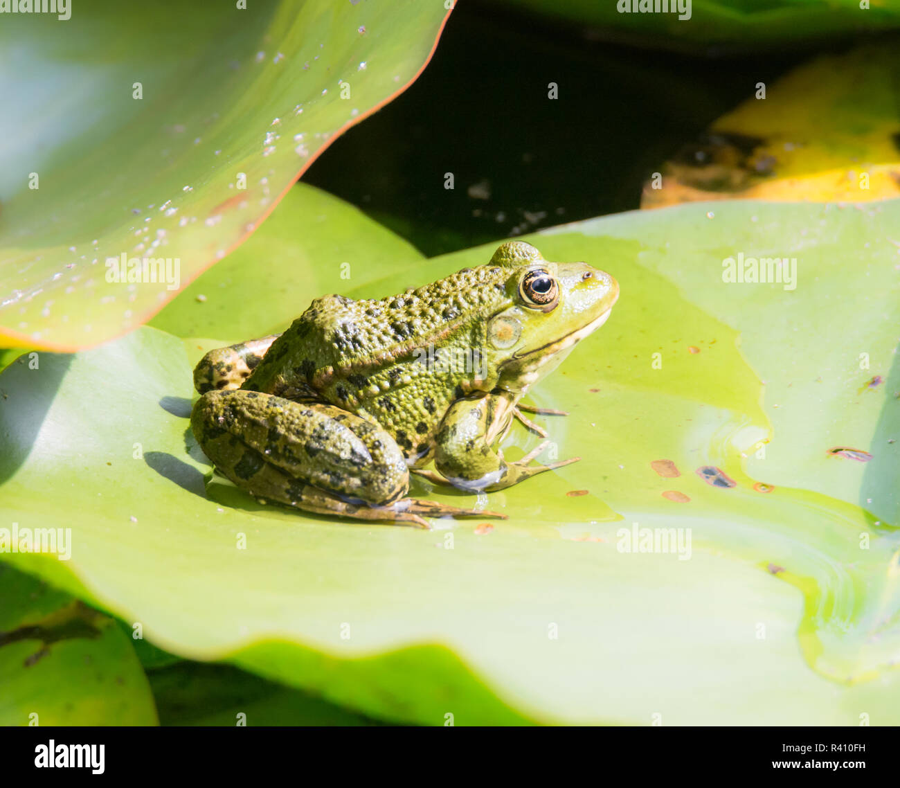 Green frog sitting on a leaf Stock Photo - Alamy