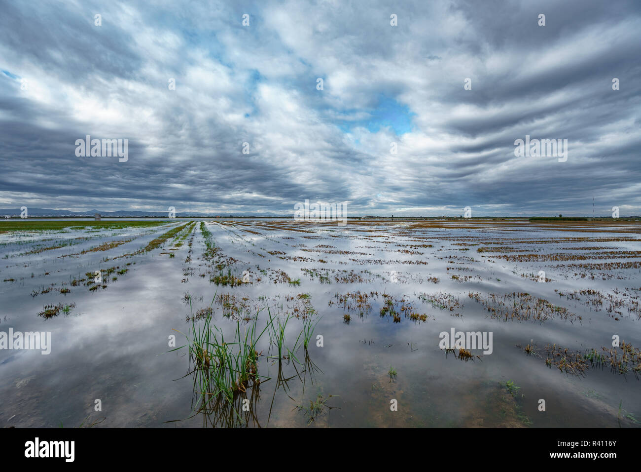 Edge of rice field hi-res stock photography and images - Alamy