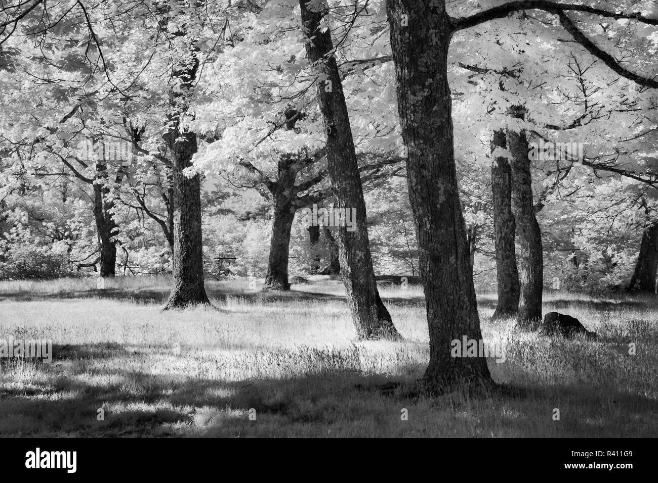 Backlit trees in black and white infrared view along the Blue Ridge ...