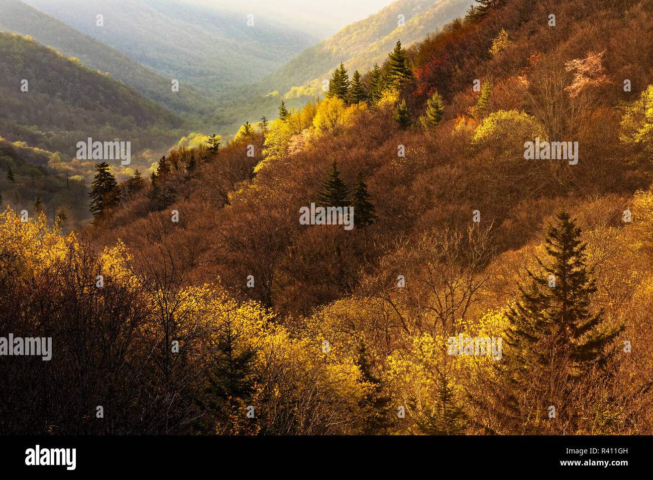 Newfound Gap Spring High Resolution Stock Photography and Images - Alamy