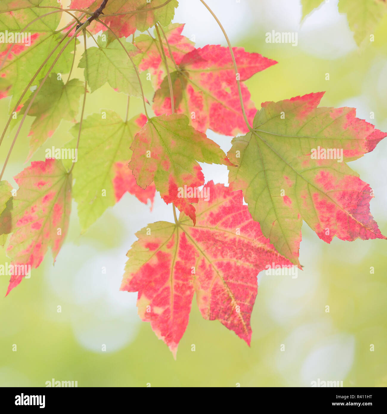 Fall leaves north carolina hi-res stock photography and images - Alamy