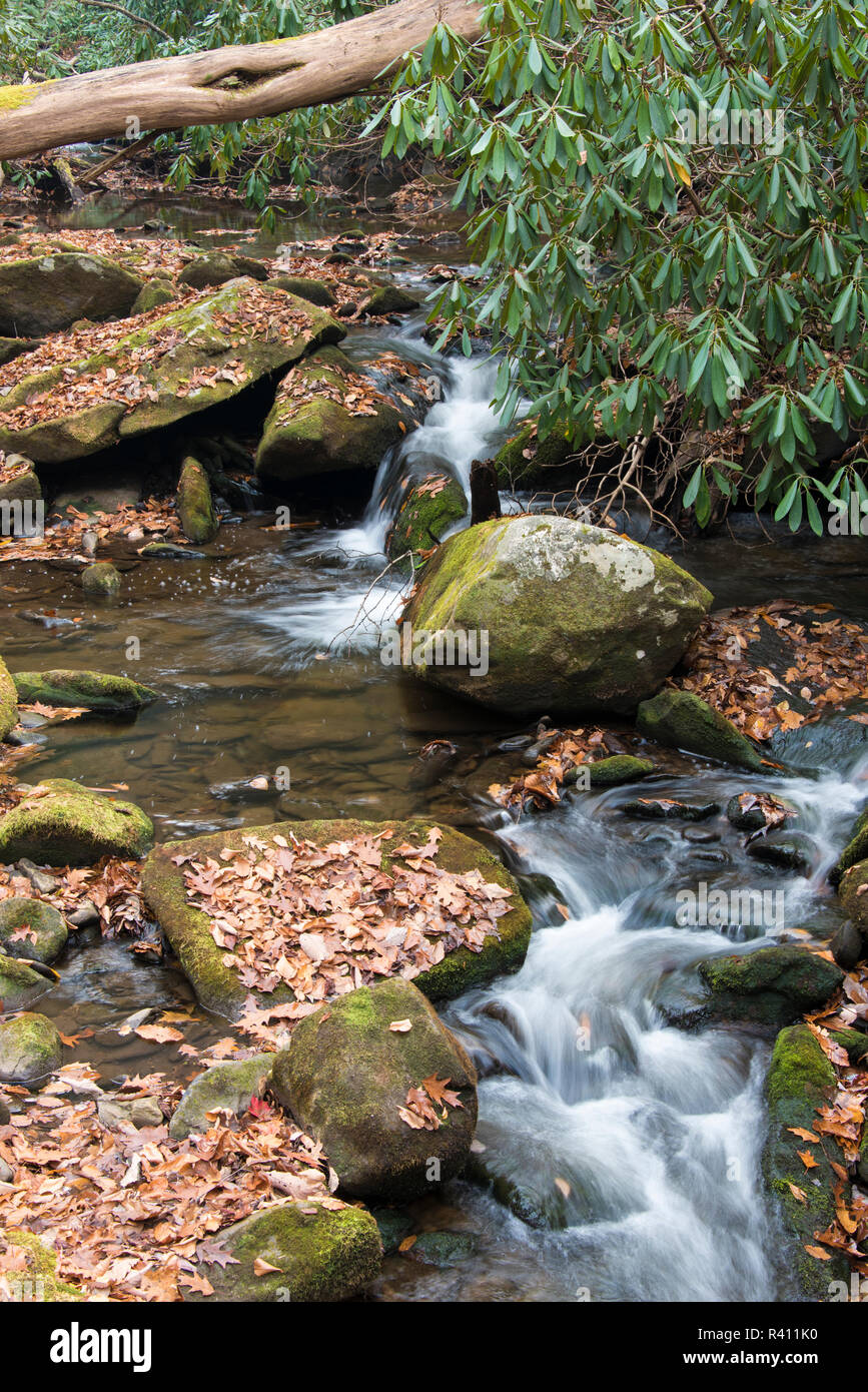 USA, North Carolina, Smoky Mountains. Quiet mountain stream. Twenty ...