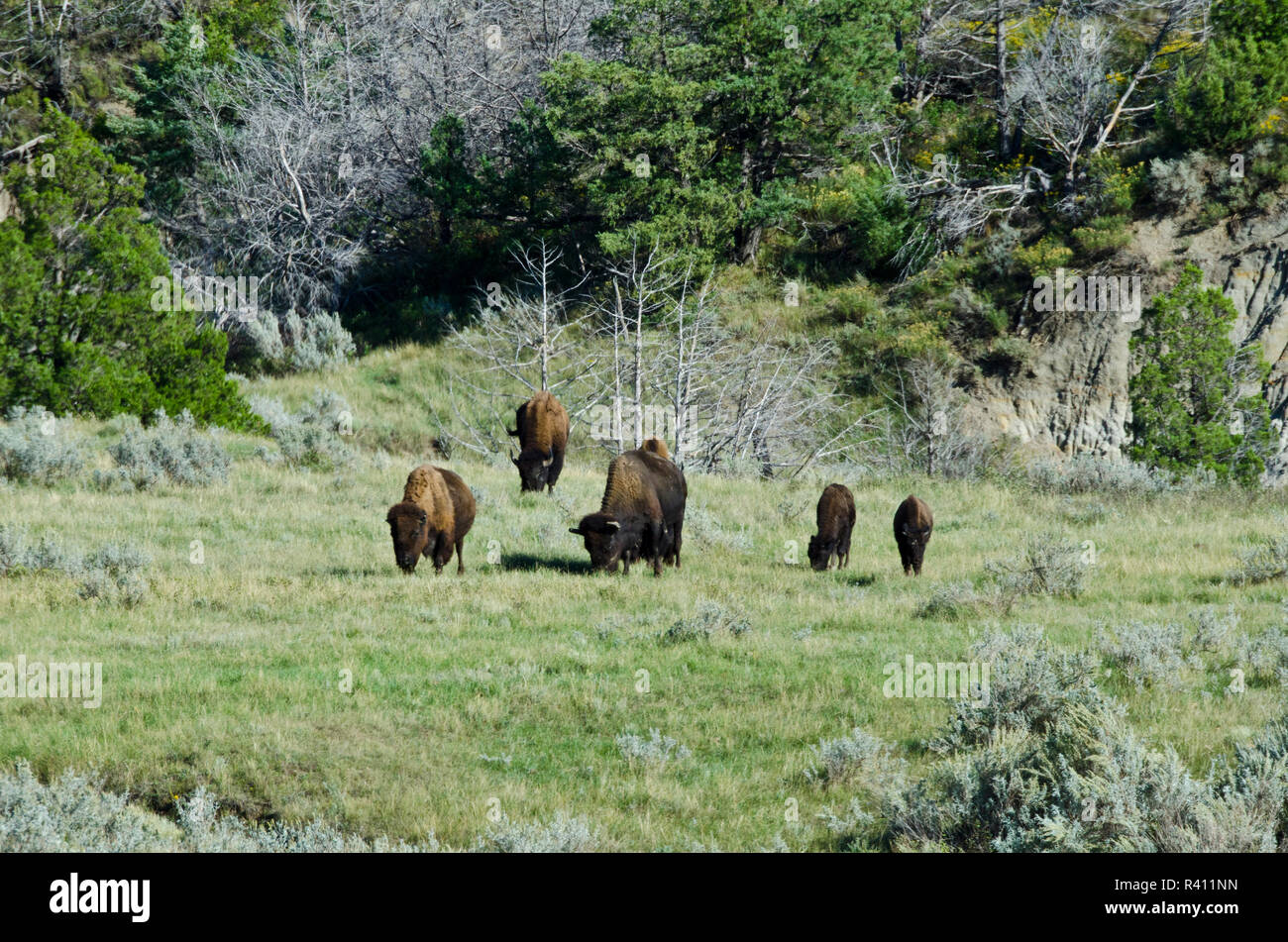 USA, North Dakota, Medora. Theodore Roosevelt National Park, South Unit ...
