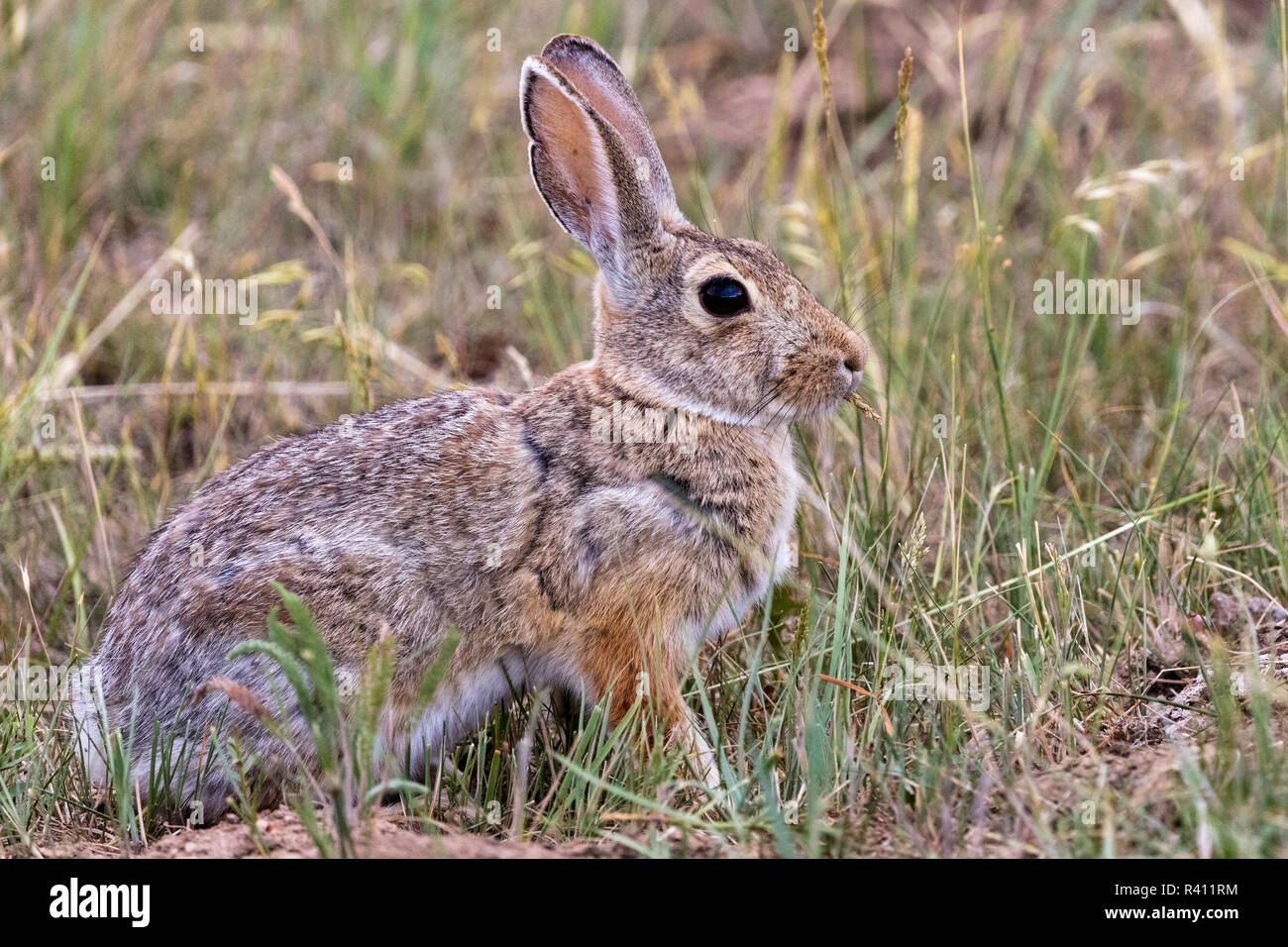 Eastern north dakota hi-res stock photography and images - Alamy