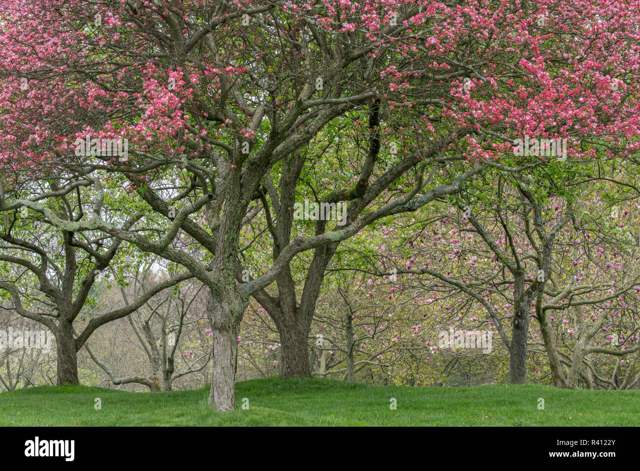 Cherry and magnolia trees burst into bloom in a park in northeastern ...