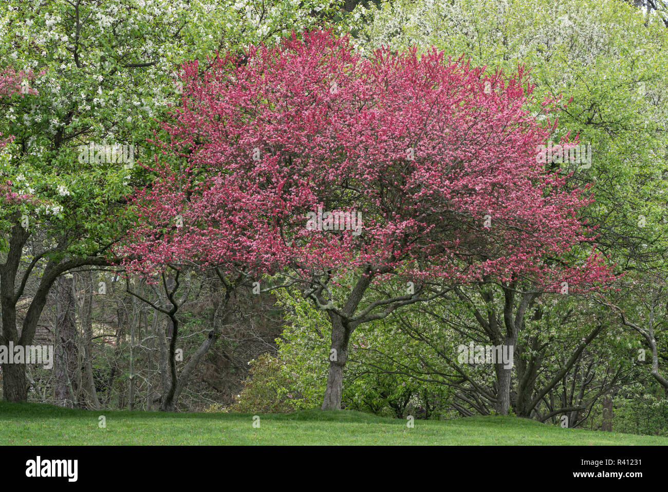 Cherry and magnolia trees burst into bloom in a park in northeastern ...