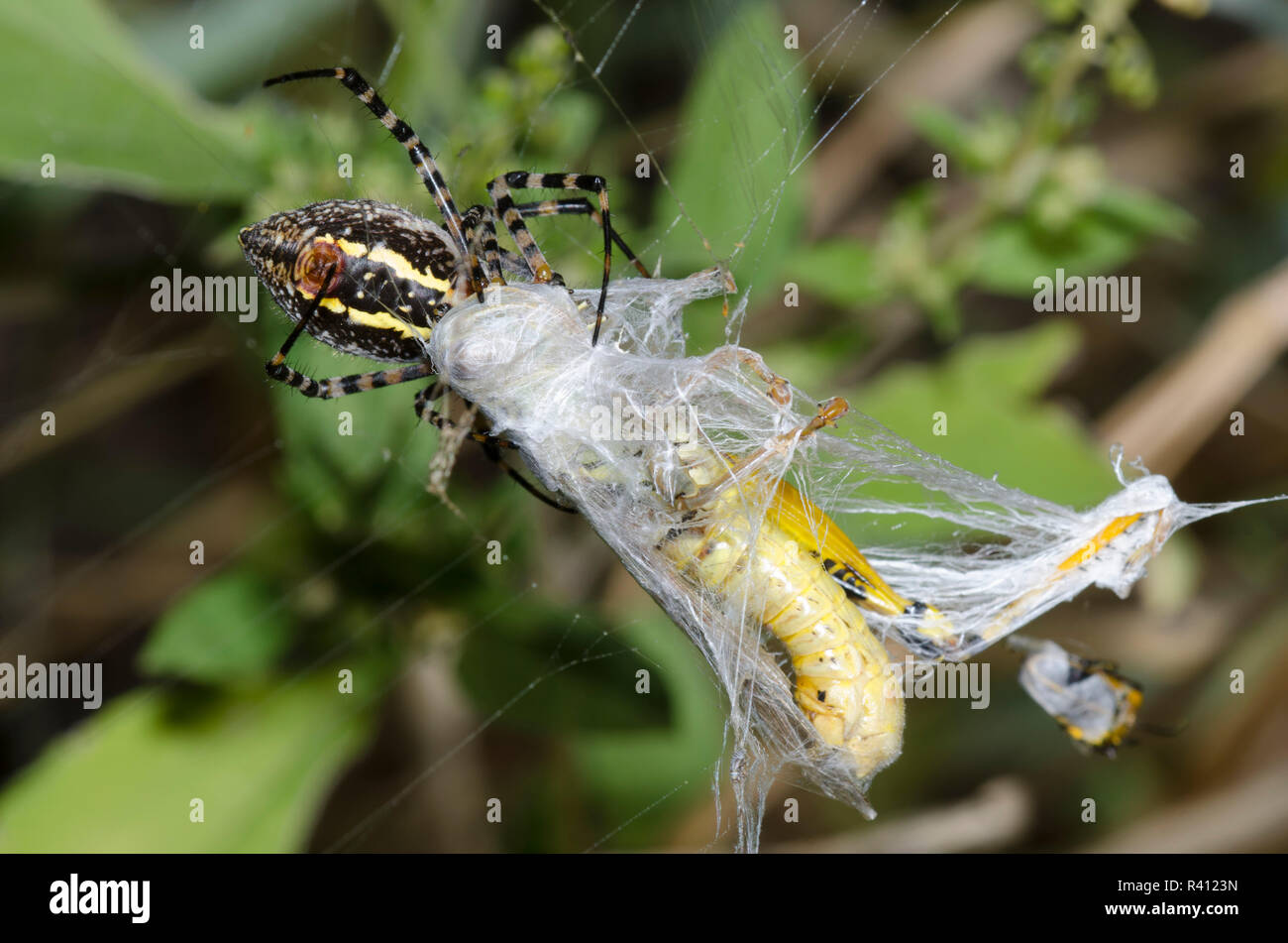 Argiope trifasciata hi-res stock photography and images - Alamy
