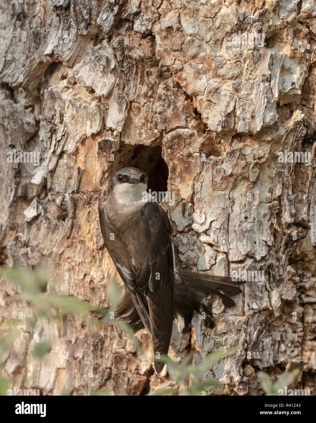Tree swallow at cavity (adult female) Tachycineta bicolor, Magee Marsh ...
