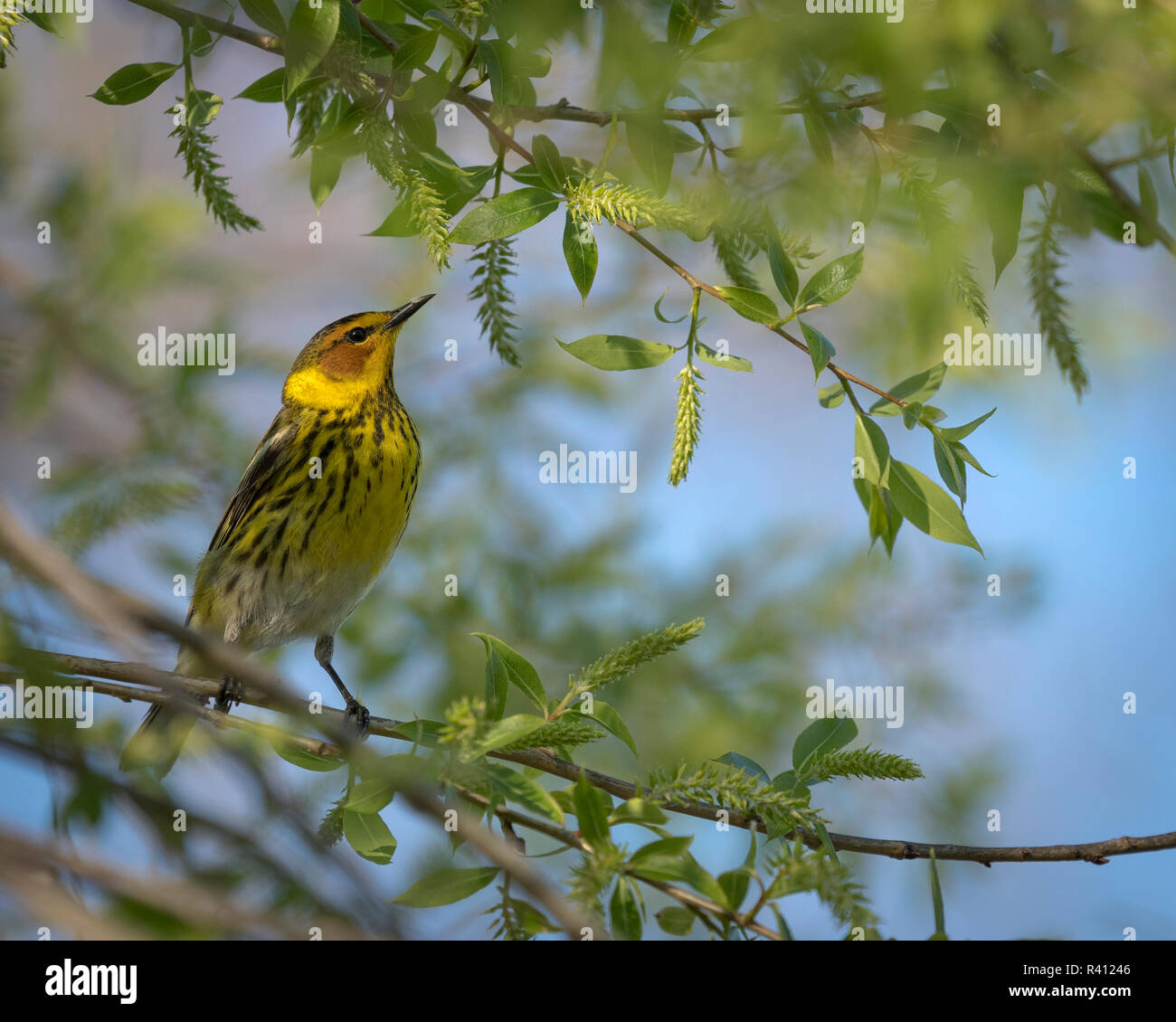 Cape May warbler, Dendroica tigrina, Magee Marsh Wildlife Area, Oregon ...