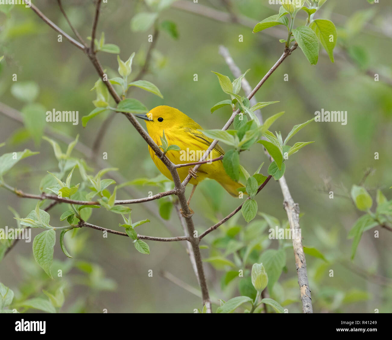 Magee marsh hi-res stock photography and images - Alamy