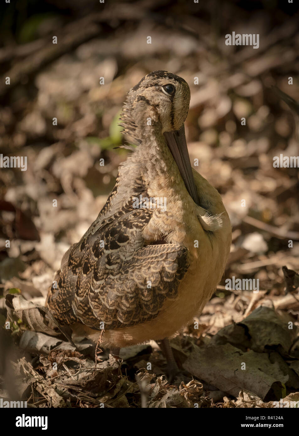 American Woodcock preening, Scolopax minor, Magee Marsh Wildlife Area ...