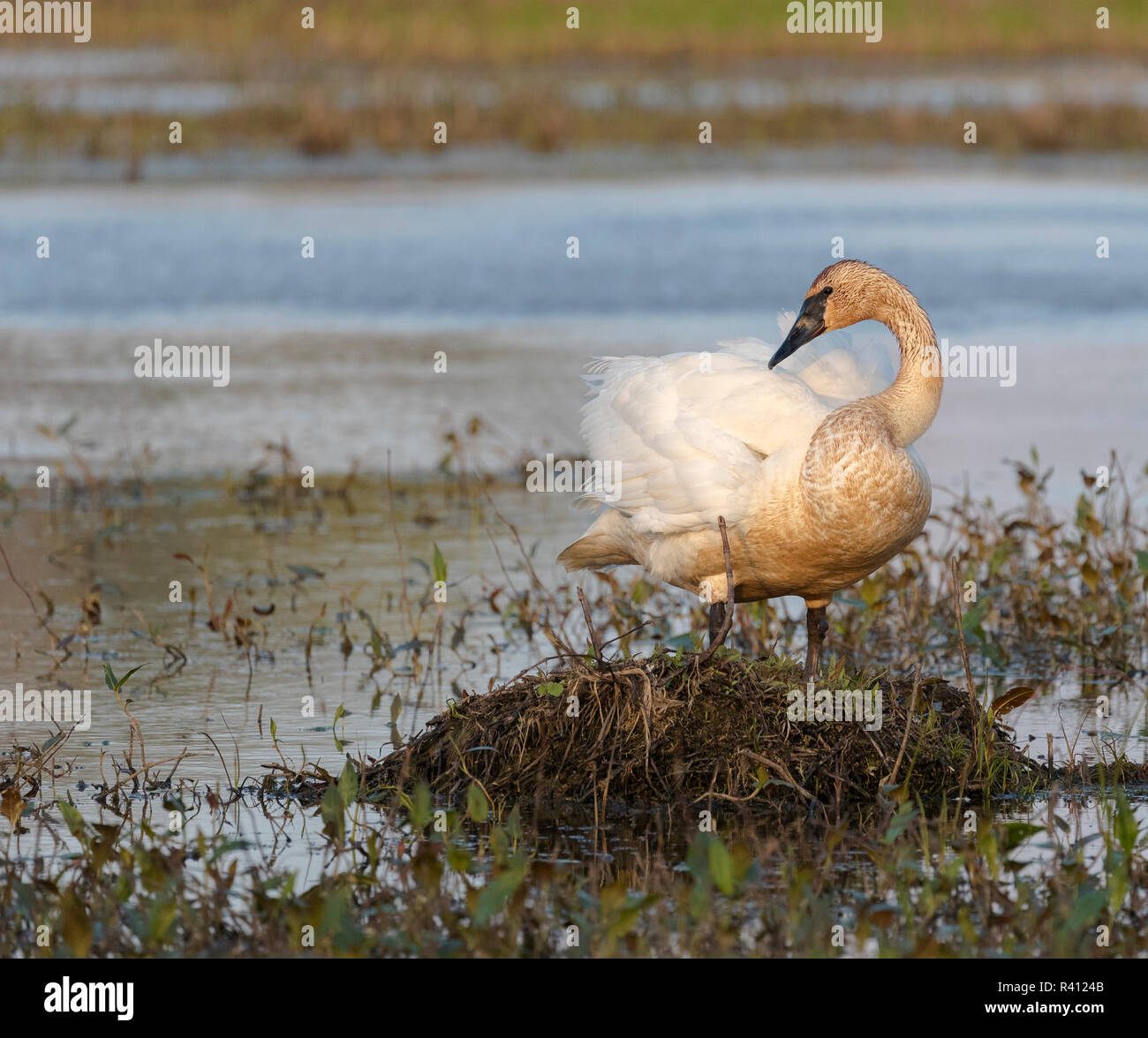 Trumpeter Swan showing red stain from iron in the water, Cygnus ...