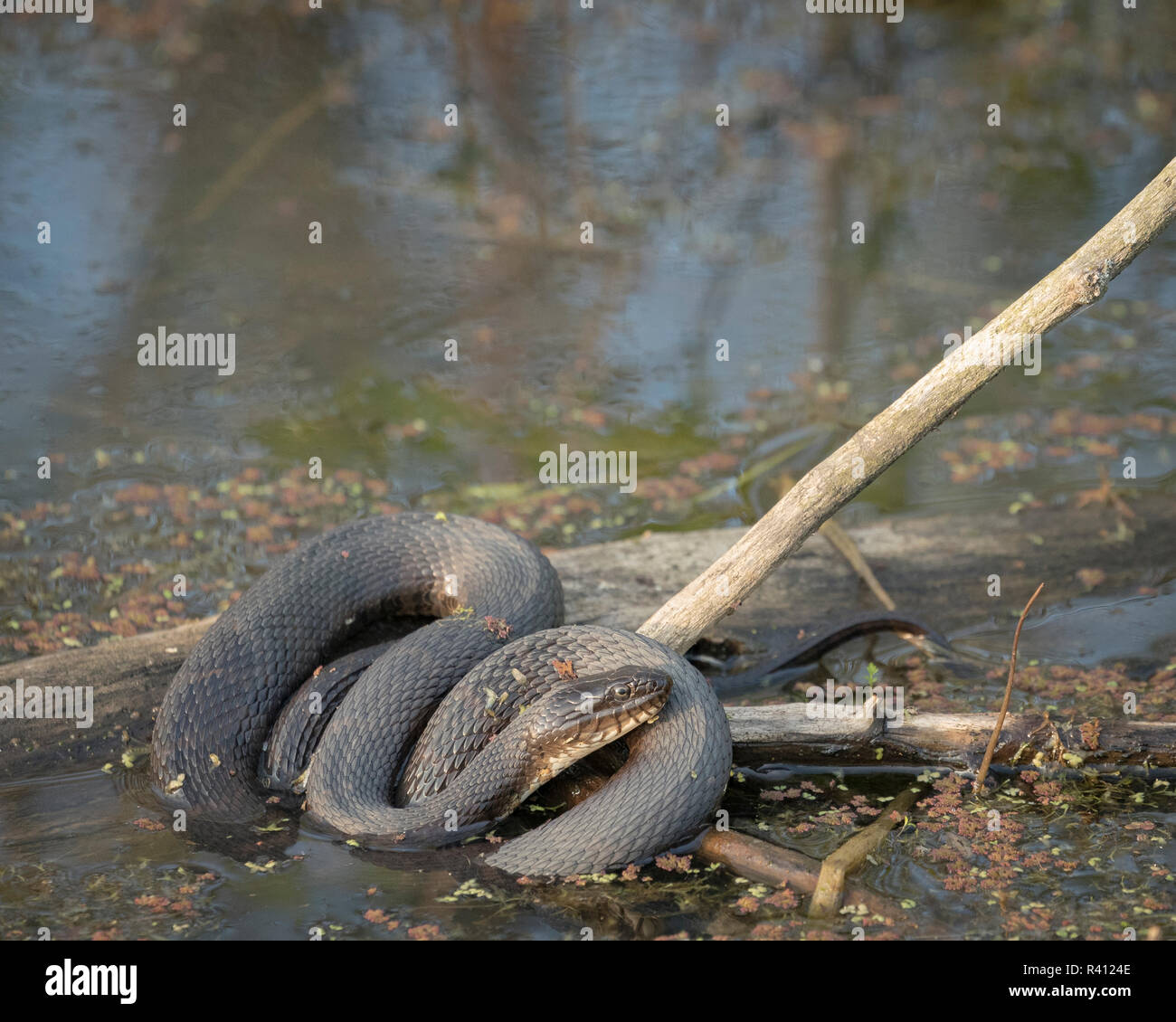 Lake Erie Water Snake Striking