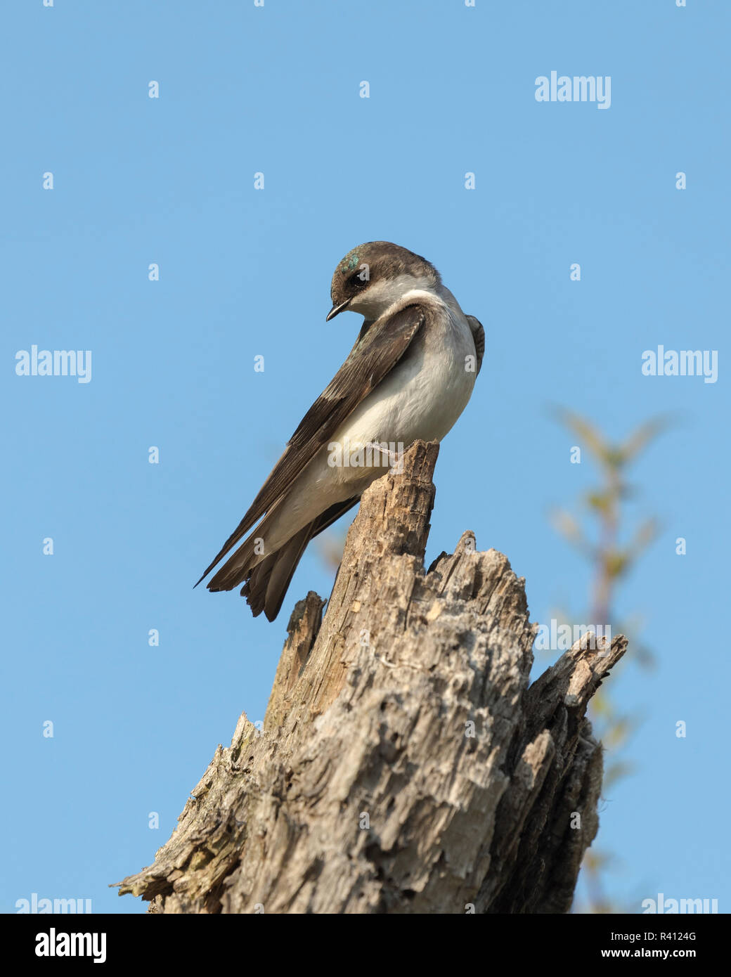 Female tree swallow hi-res stock photography and images - Alamy