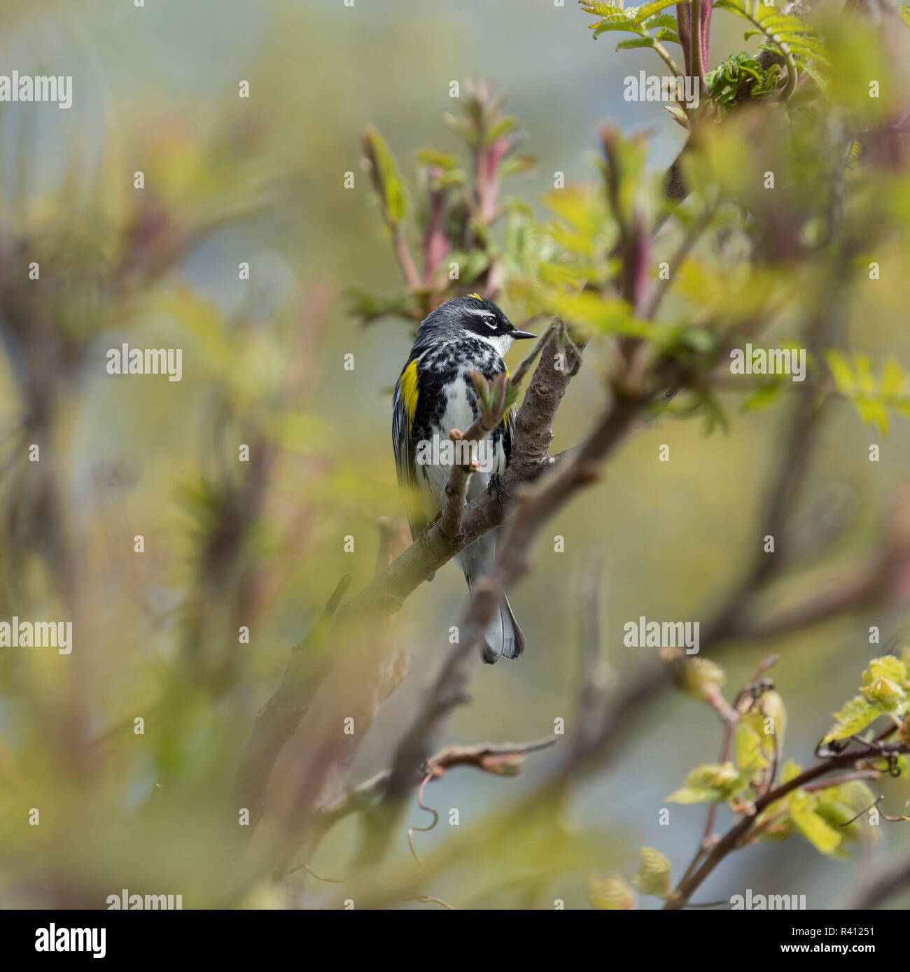 Yellow-rumped warbler, Myrtle warbler, Audubon's warbler, Dendroica ...