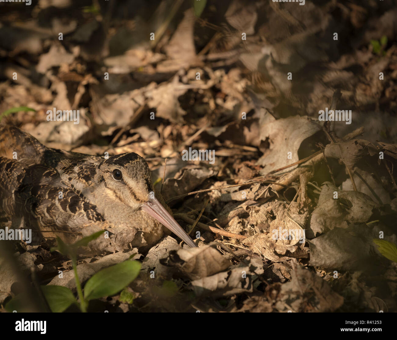 American Woodcock camouflage in the leaves, Scolopax minor, Magee Marsh ...