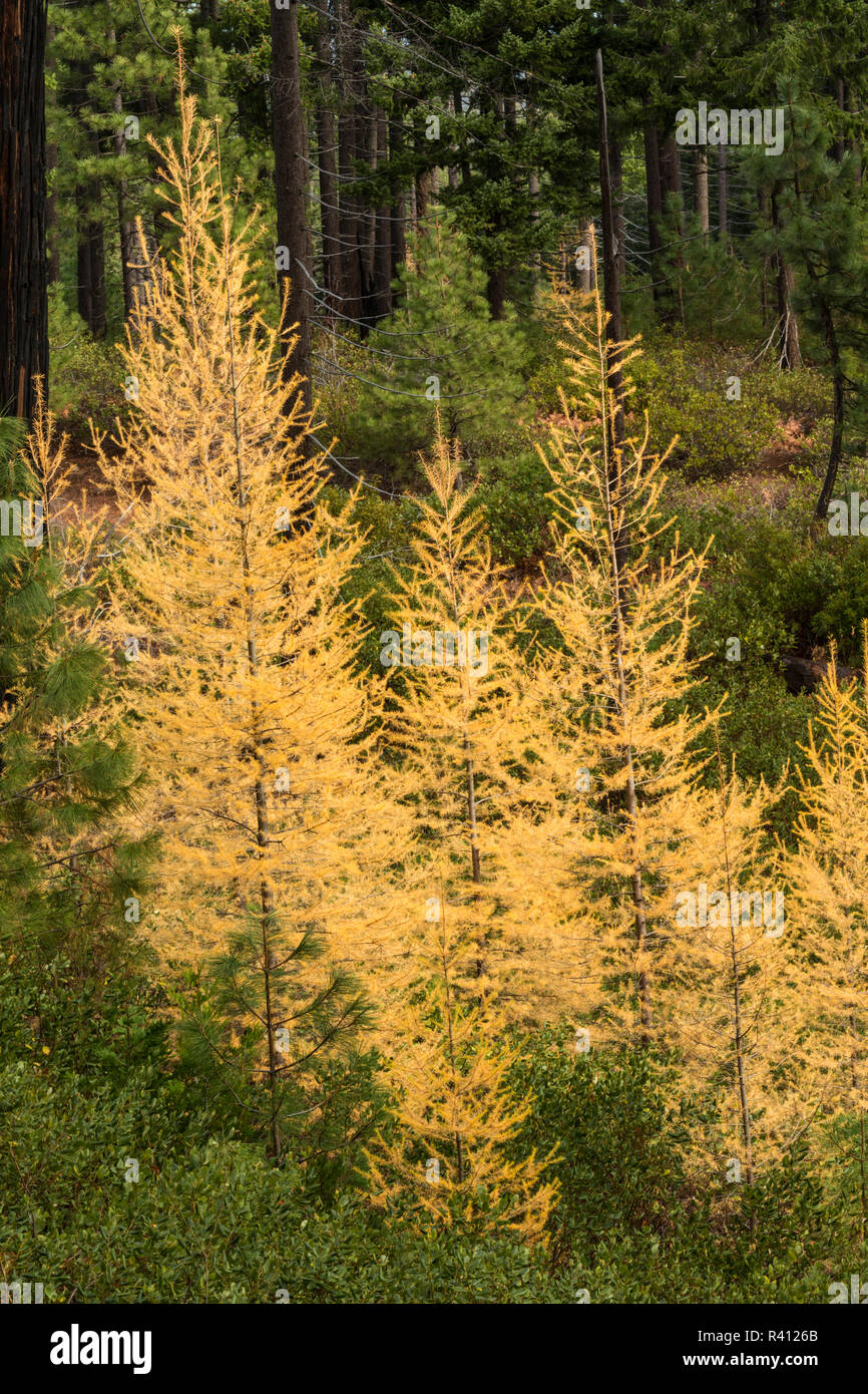 Western larch trees in autumn color, Larix occidentalis, Oregon ...