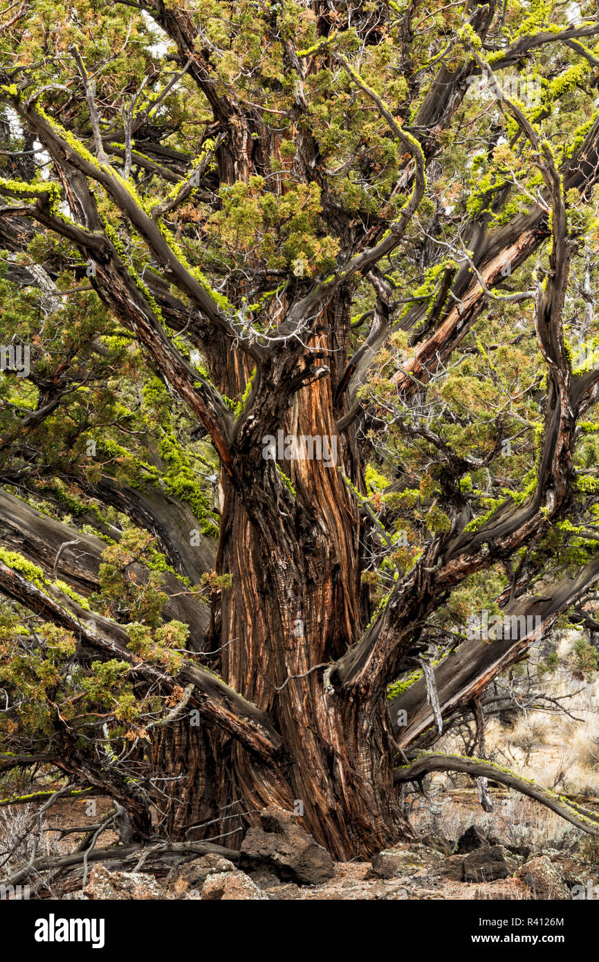 Western Juniper (Juniper occidentalis) with neon green Wolf Lichen ...