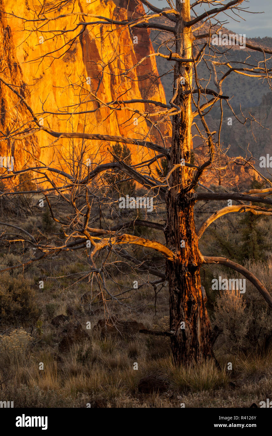 Western Juniper (Juniper occidentalis) at sunrise, Smith Rock State ...