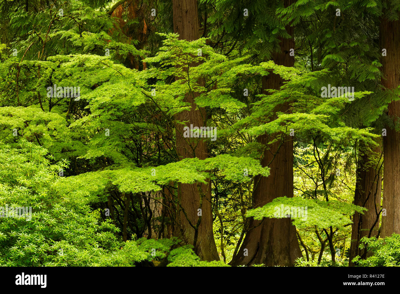 Maple trees, Portland Japanese Garden, Washington Park in the west ...