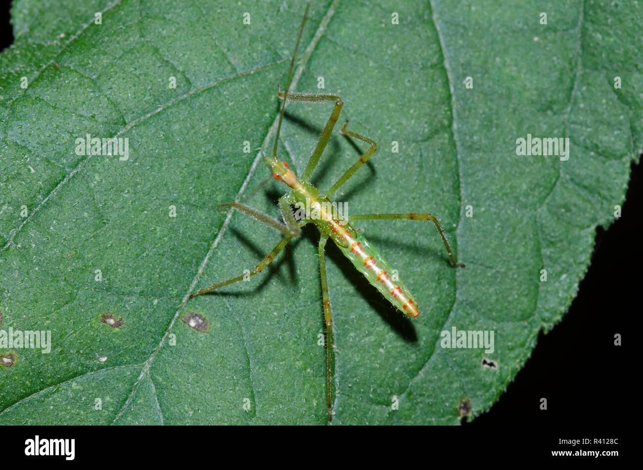 Assassin bug nymph hi-res stock photography and images - Alamy