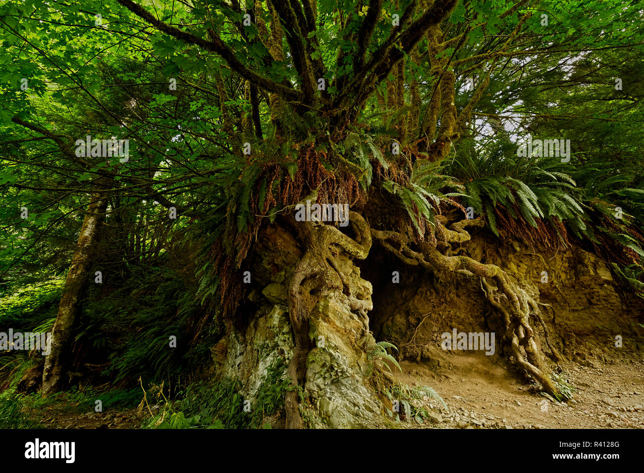 Tree and root system, Oregon Stock Photo - Alamy