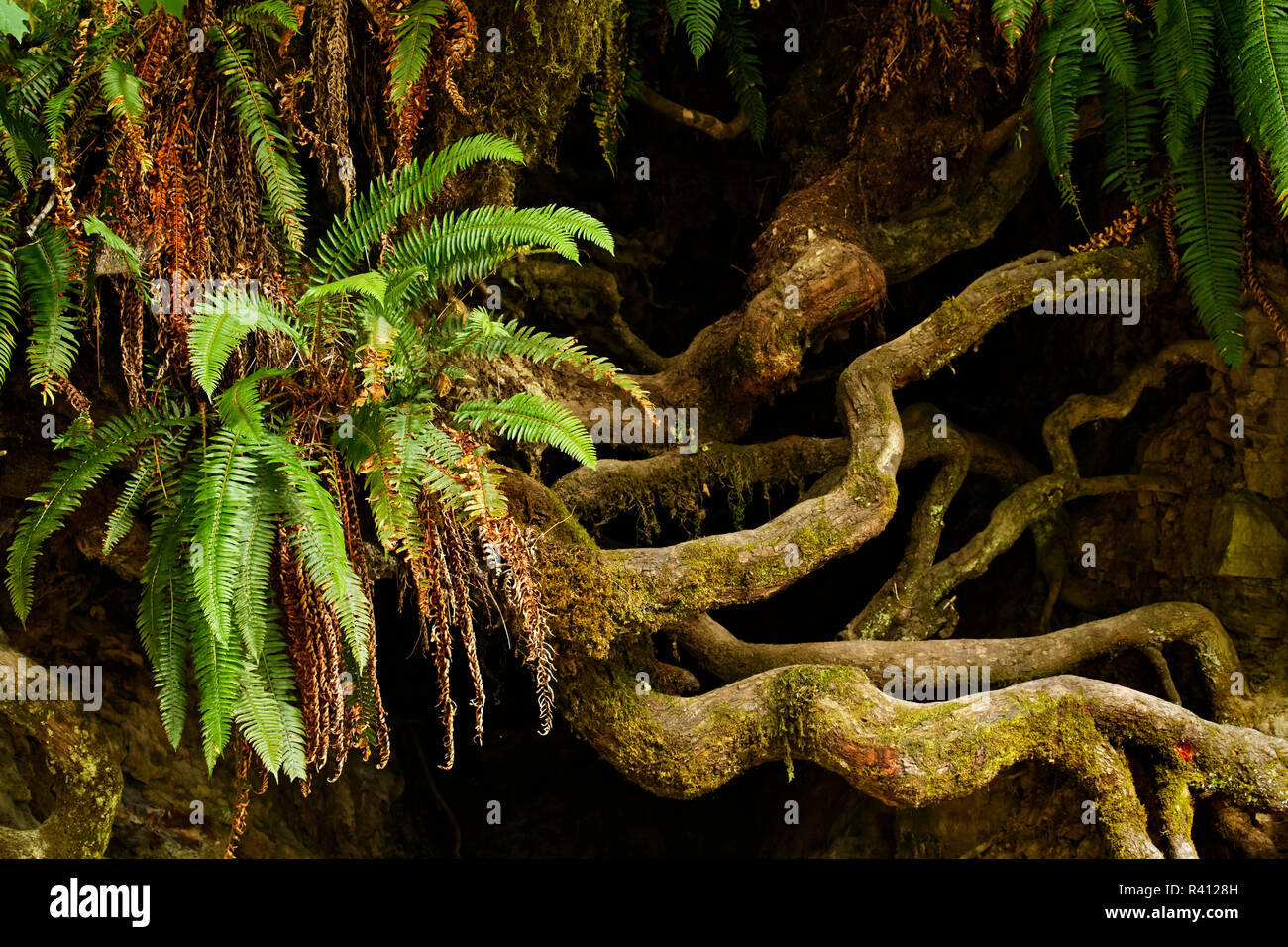 Tree and root system, Oregon Stock Photo - Alamy