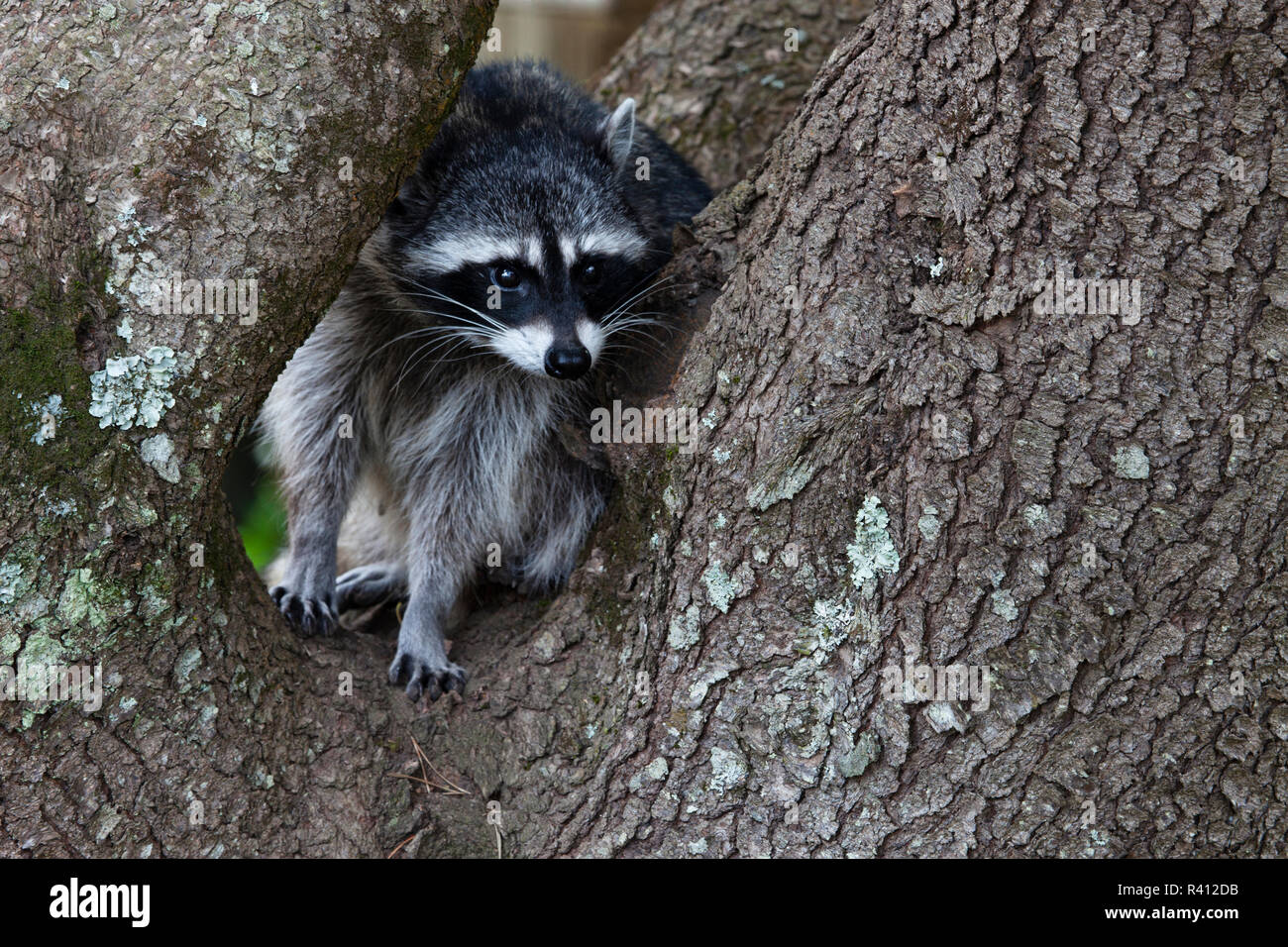 USA, Oregon. Raccoon in notch of tree Stock Photo - Alamy