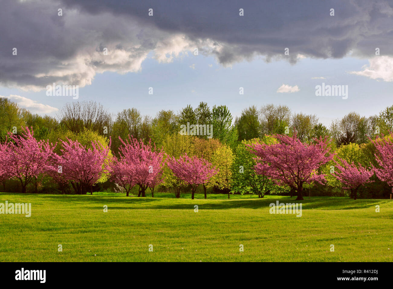 Usa, Oregon, Portland. Blooming cherry trees in Blue Lake Park. Credit ...