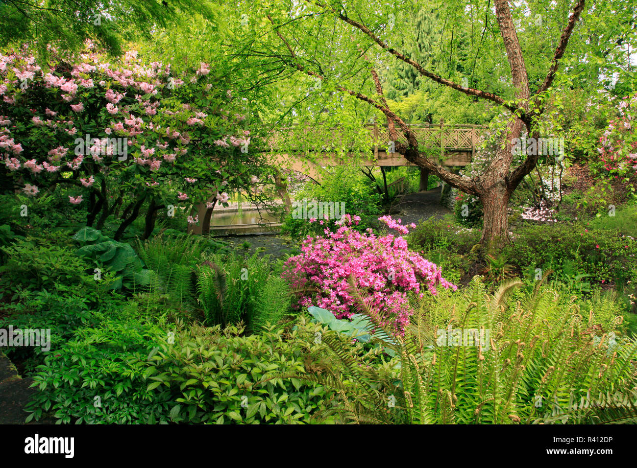 Crystal springs rhododendron garden hi-res stock photography and images ...