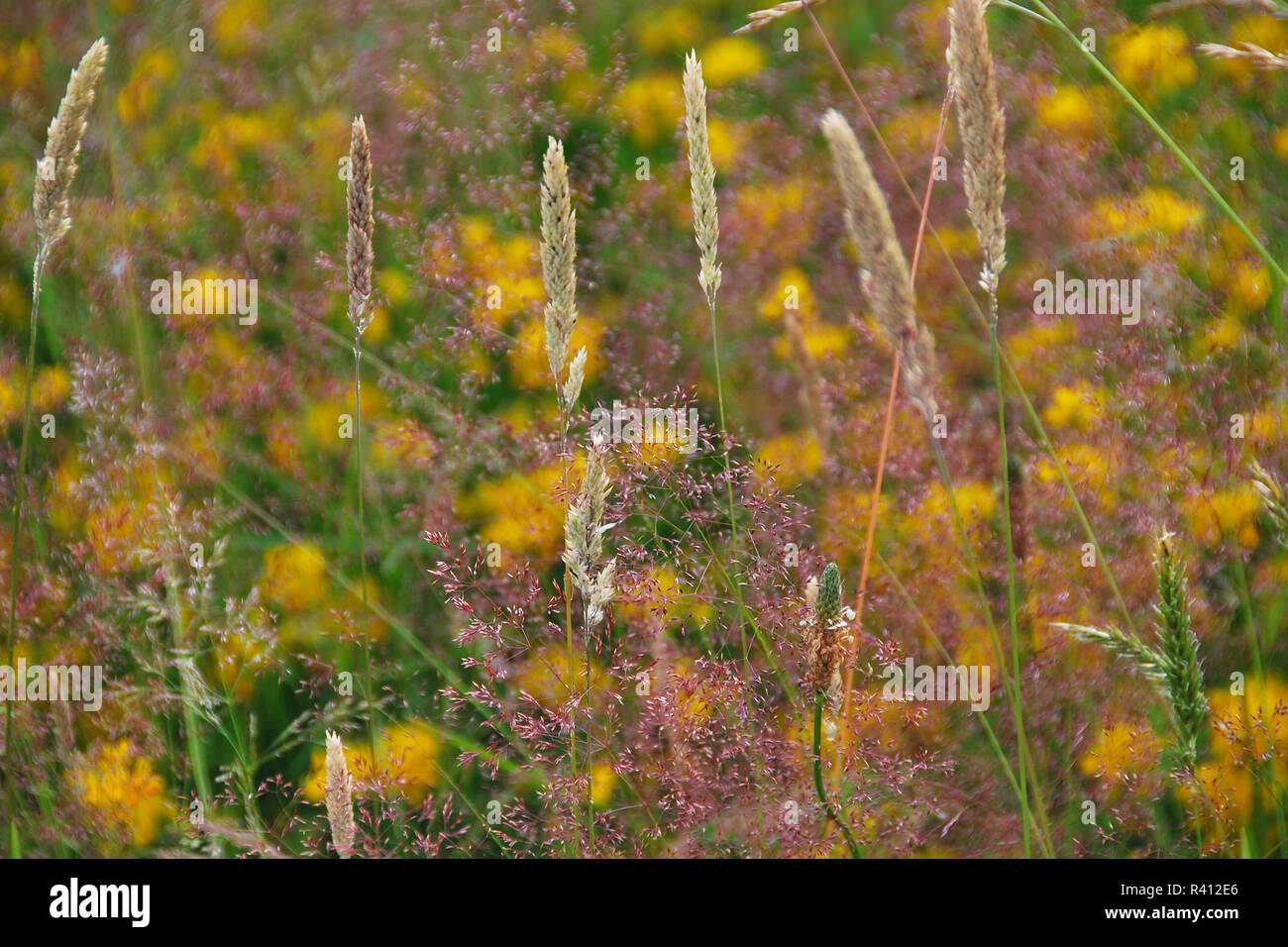 Oregon weed hi-res stock photography and images - Alamy