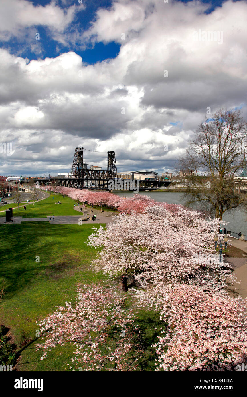 Usa, Oregon, Portland. Cherry trees in bloom along Willamette River ...