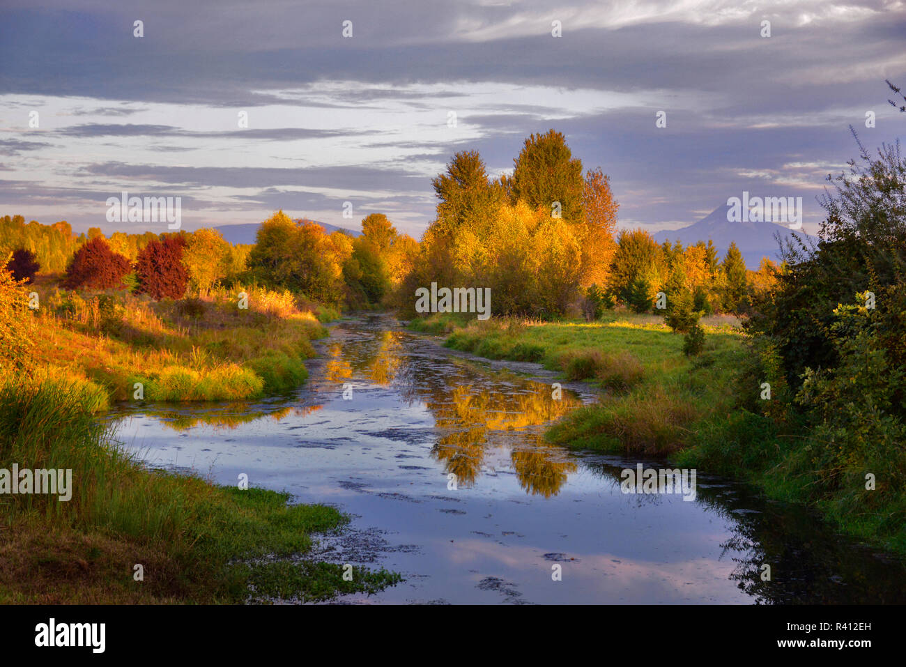 Columbia river slough hi-res stock photography and images - Alamy
