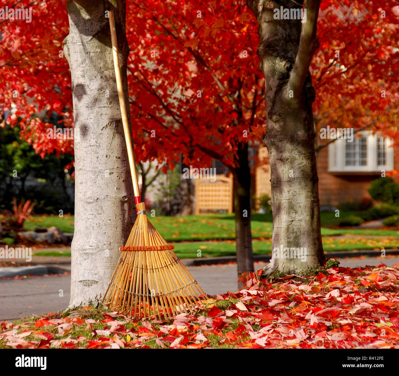 Portland oregon autumn tree hi-res stock photography and images - Alamy