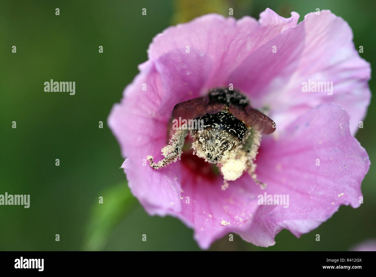 Pollen and covered hi-res stock photography and images - Alamy