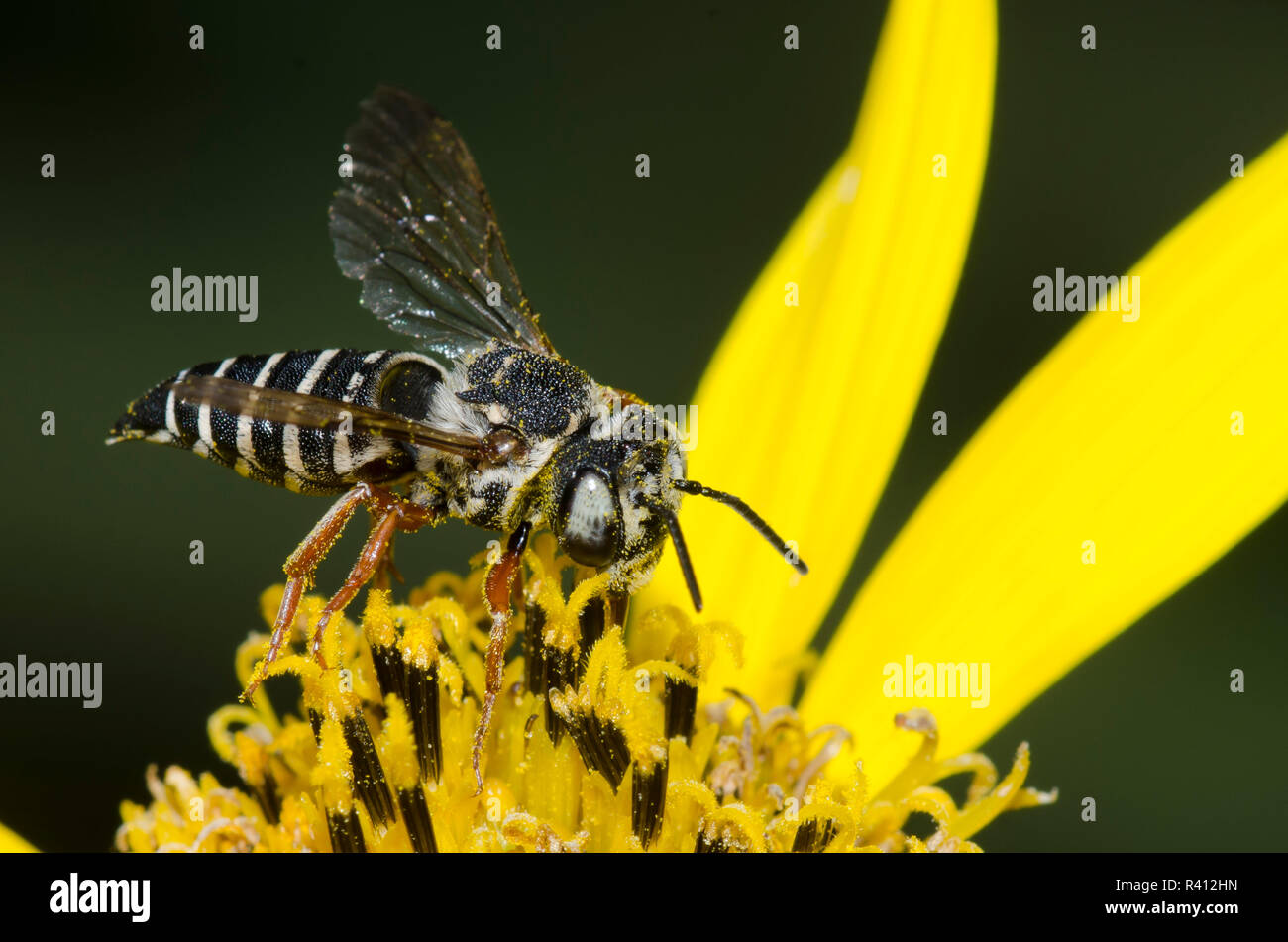 Cuckoo-leaf-cutter Bee, Coelioxys sp., on Maximilian sunflower ...