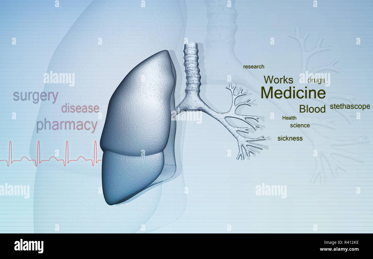 Pulmones pulmones hi-res stock photography and images - Alamy