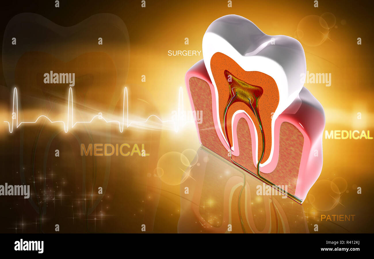 Tooth Cross Section Labeled