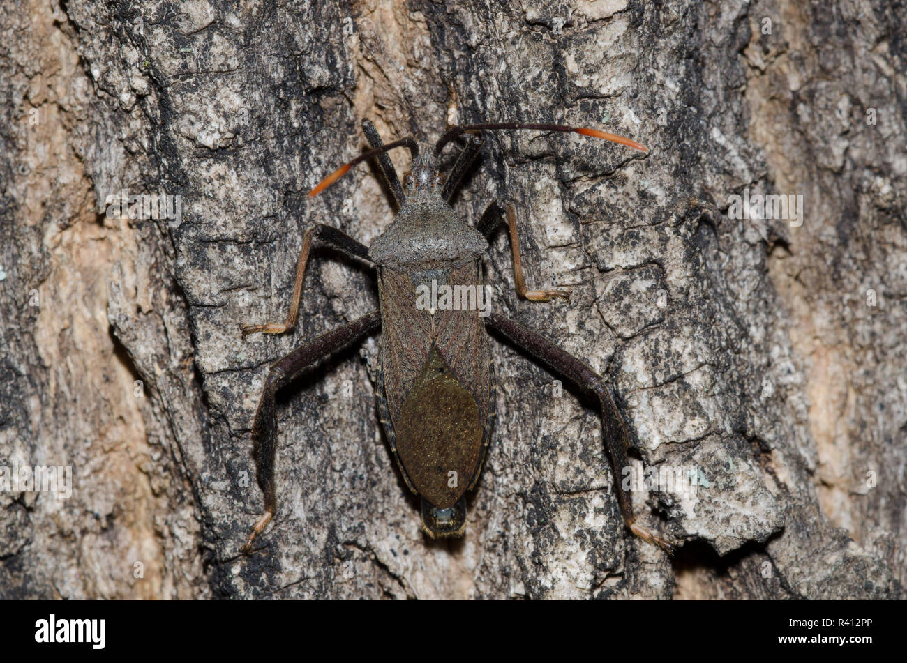 Leaf footed bug coreidae family hi-res stock photography and images - Alamy