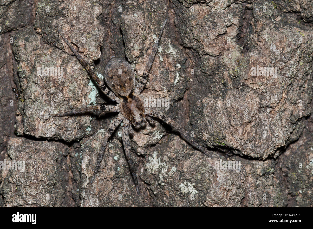 Wolf Spider, Gladicosa pulchra, camouflaged on tree trunk Stock Photo ...