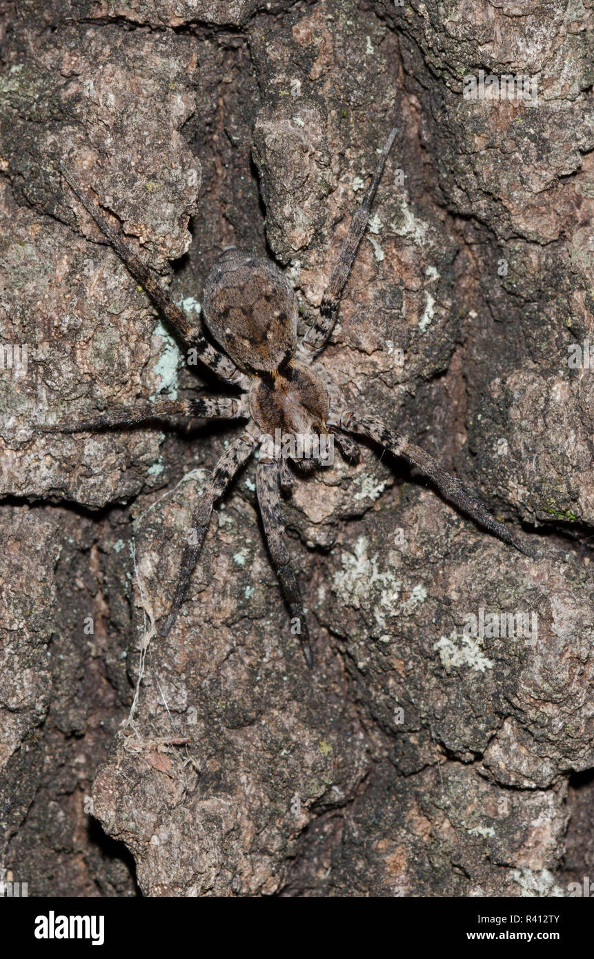 Spider camouflage on tree trunk hi-res stock photography and images - Alamy