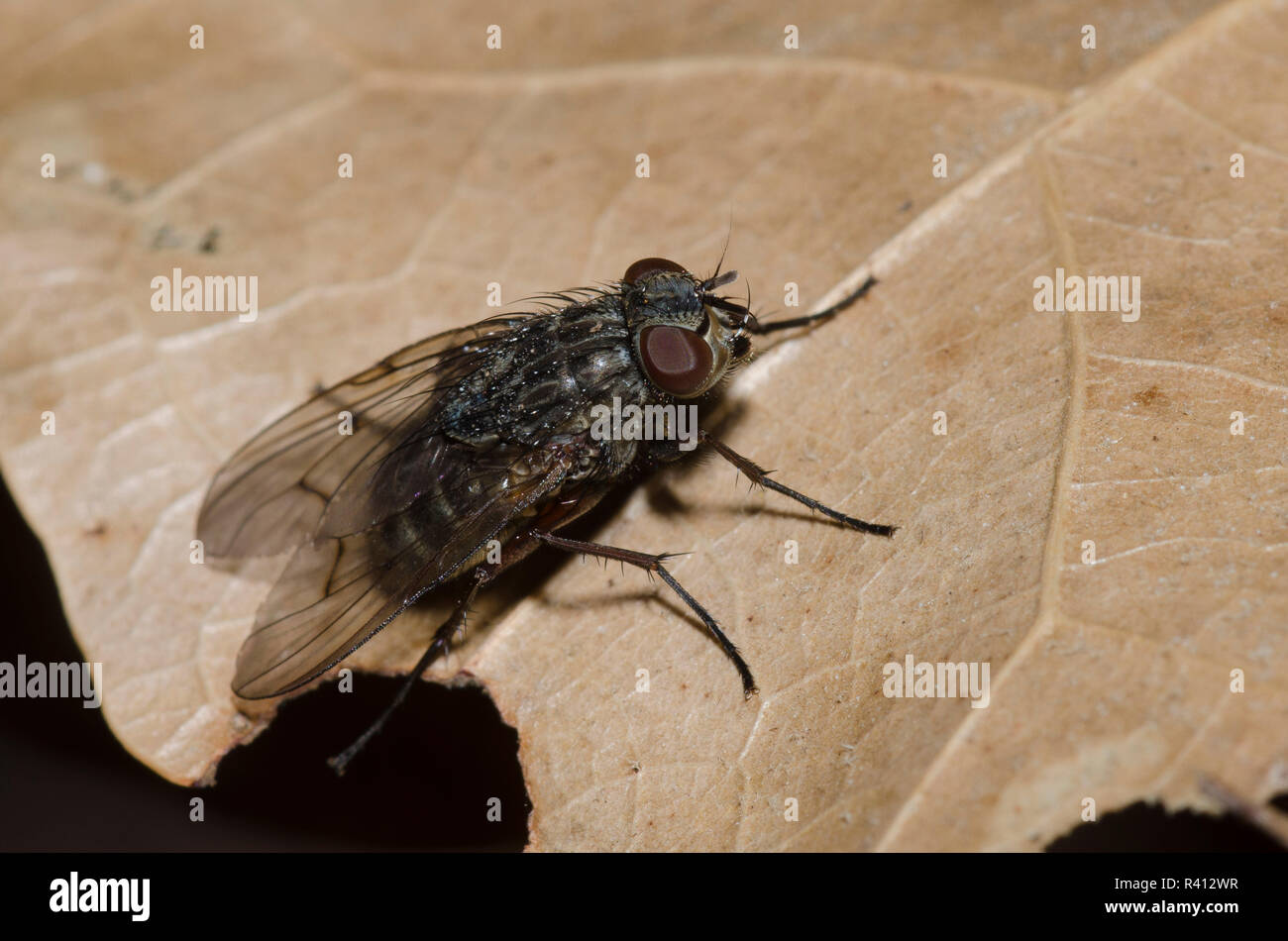 Family muscidae hi-res stock photography and images - Alamy