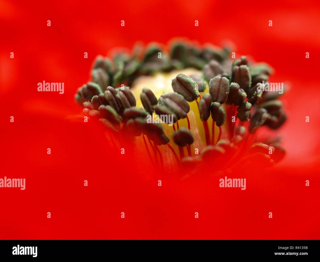 Corn anthers hi-res stock photography and images - Alamy