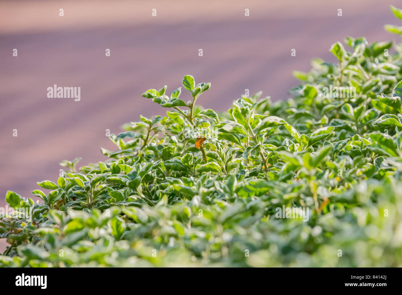 pho leaves on tree, Fresh green color Stock Photo - Alamy