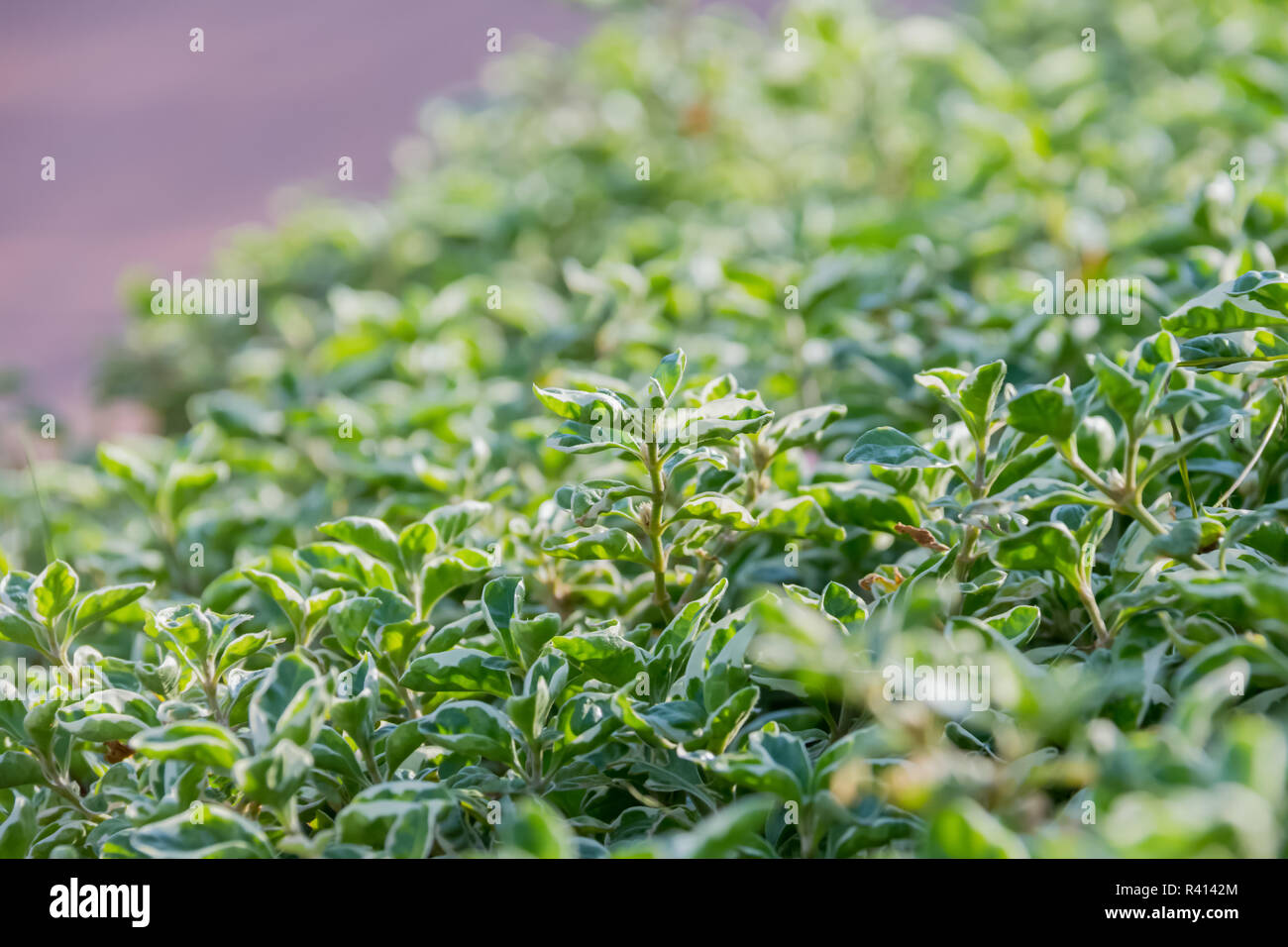Pho leaves on tree hi-res stock photography and images - Alamy