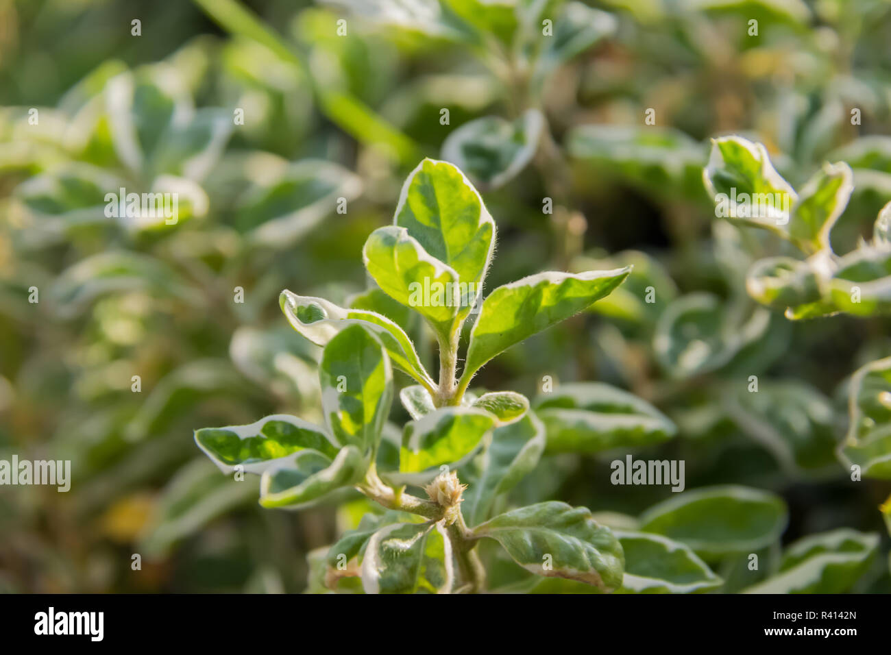 Pho leaves on tree hi-res stock photography and images - Alamy