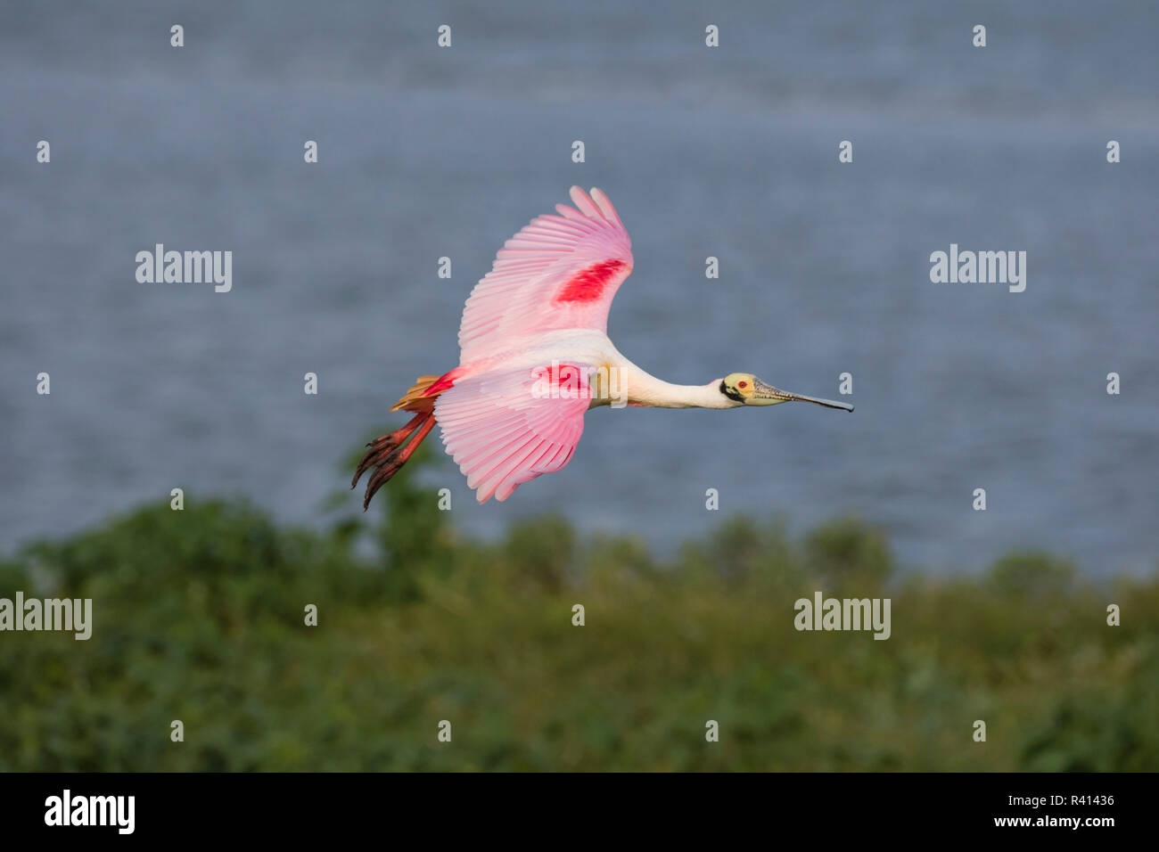 Roseate Spoonbill (Ajaia ajaja) flying Stock Photo - Alamy