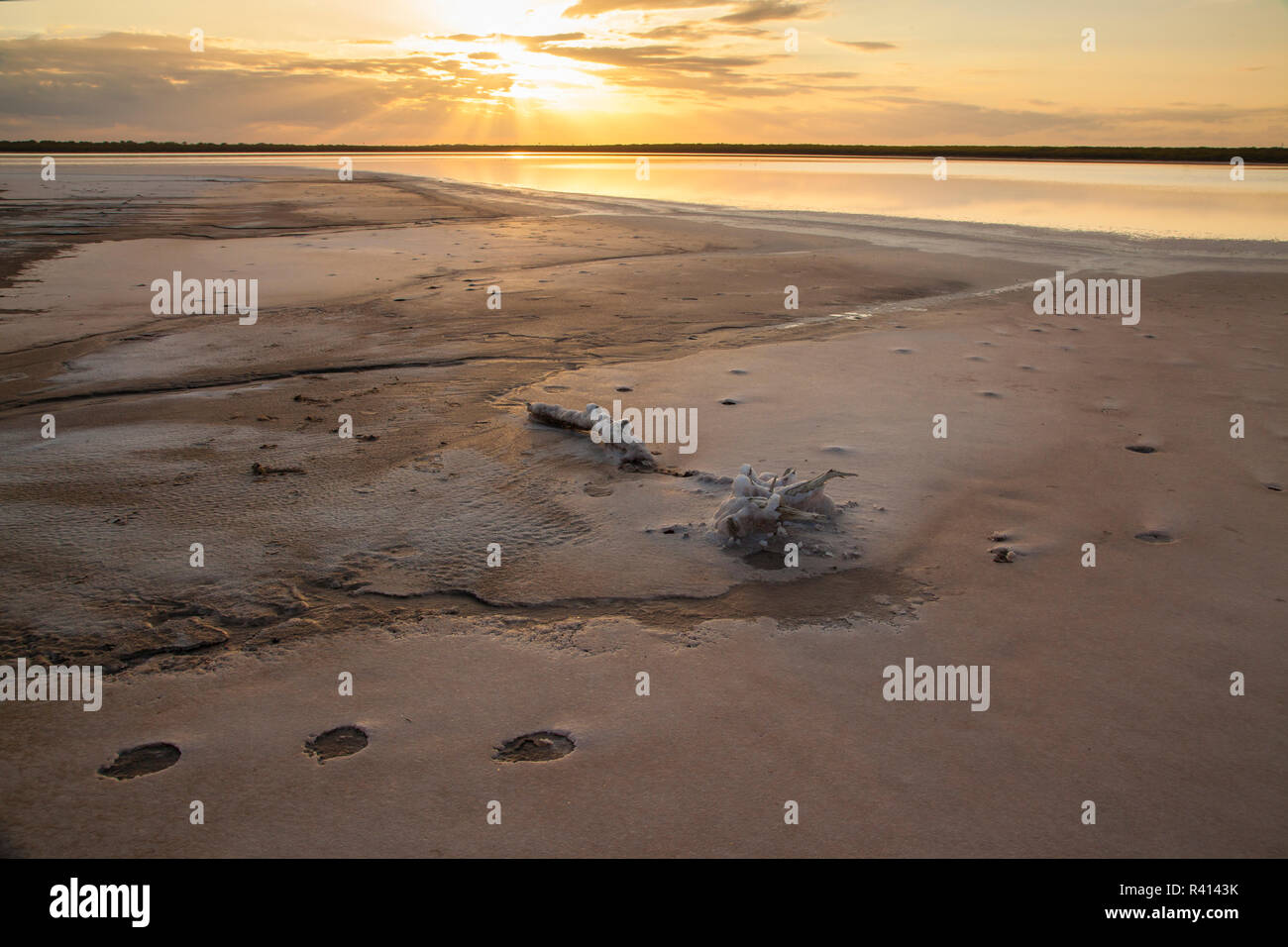 Salt deposits at Sal del Rey Stock Photo - Alamy