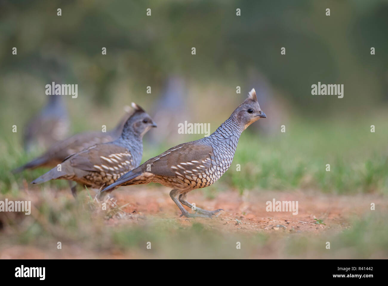 Blue scaled quail bird hi-res stock photography and images - Alamy